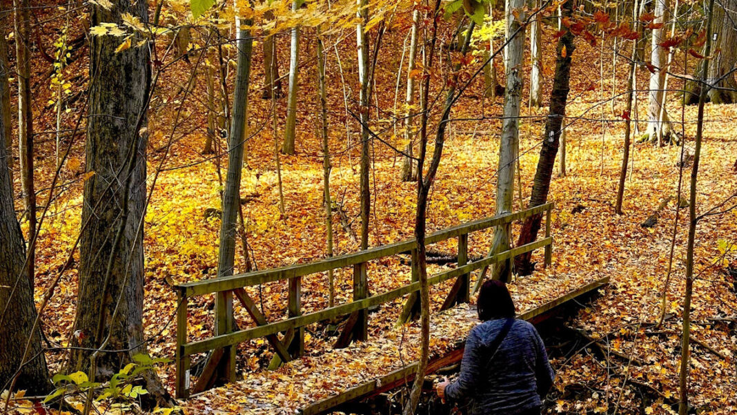 Bruce Trail Conservancy receives $5.5m to protect and restore ...